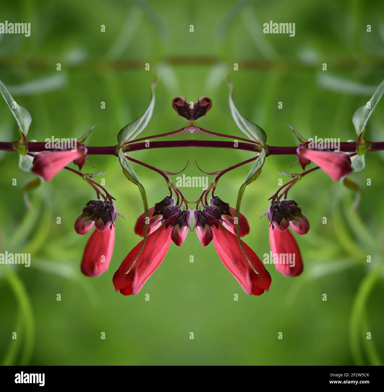 Penstemon "Garnet", a bushy semi-evergreen perennial with garnet-red ...