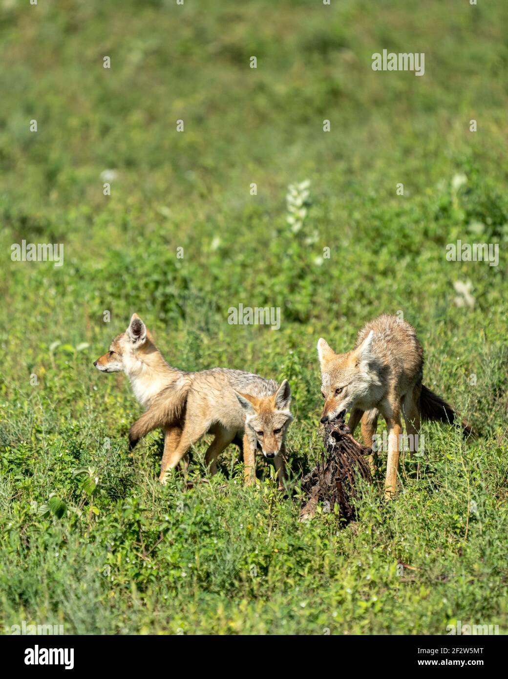 Serengeti wolves hi-res stock photography and images - Alamy