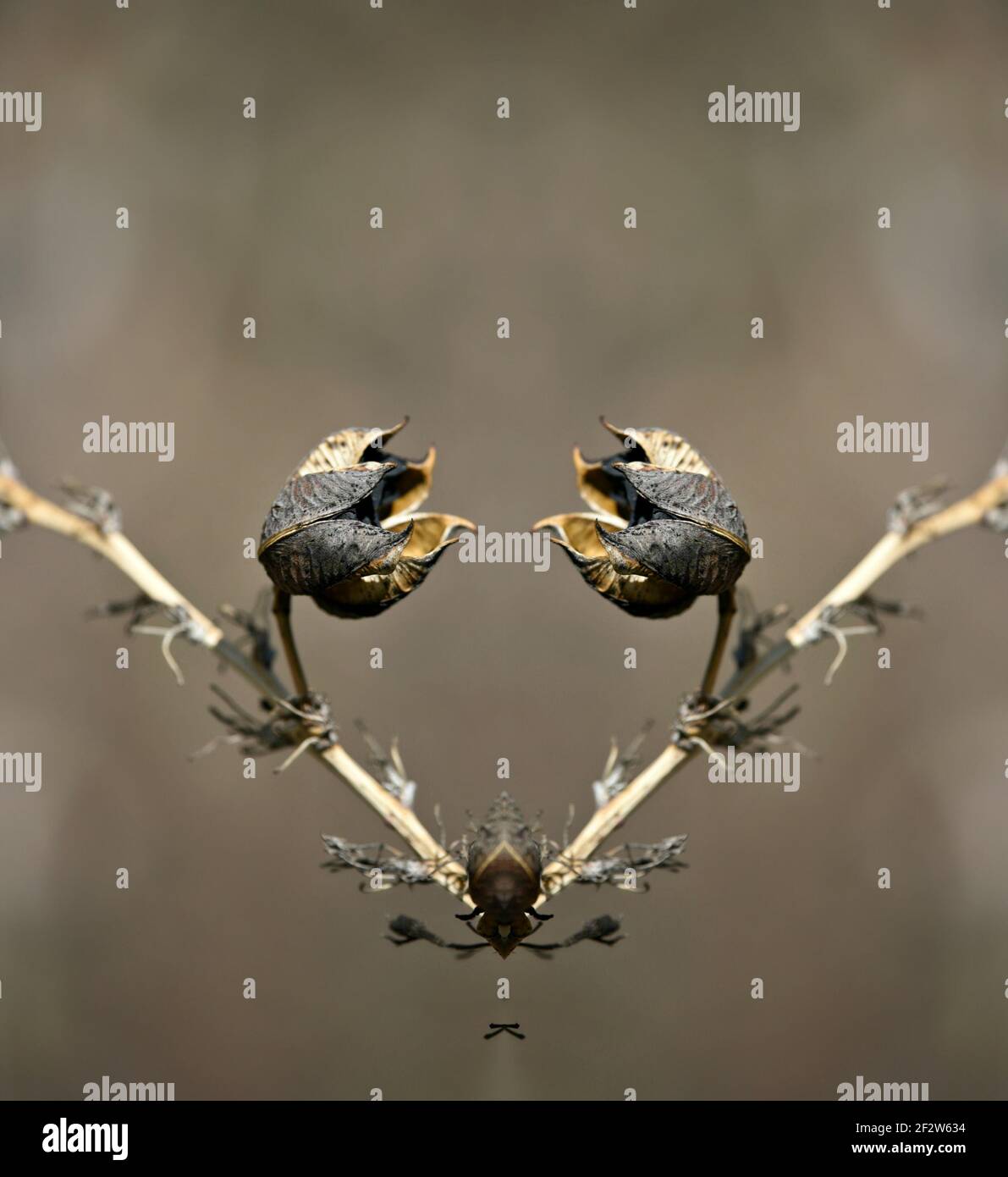 Tubular seed pods hi-res stock photography and images - Alamy