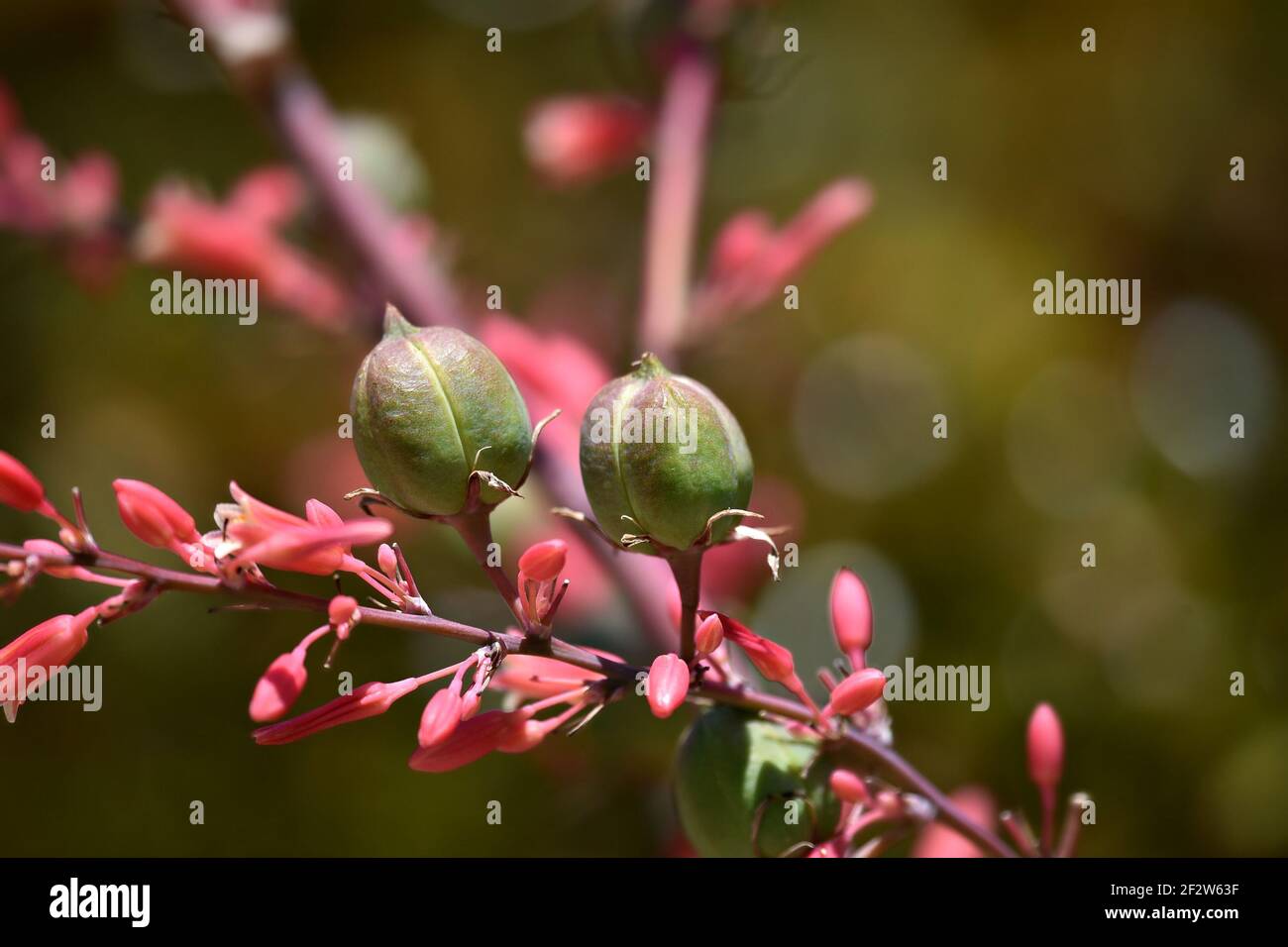 Tubular seed pods hi-res stock photography and images - Alamy