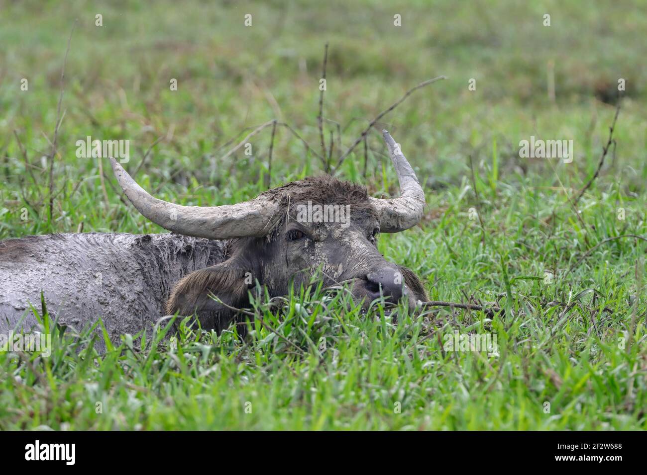Domestic water hi-res stock photography and images - Alamy