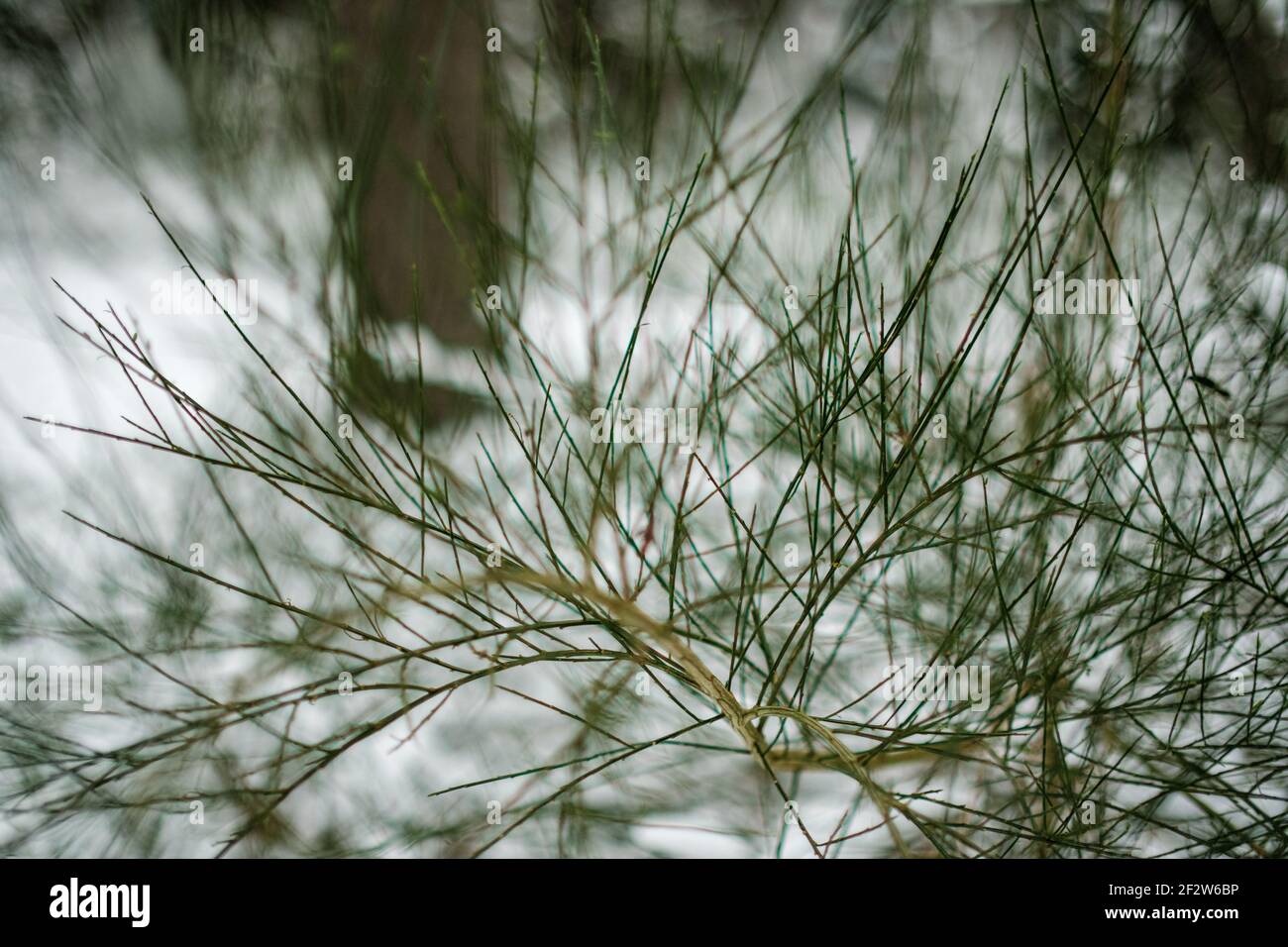 small tree branches and leaves frozen in winter with blur background ...