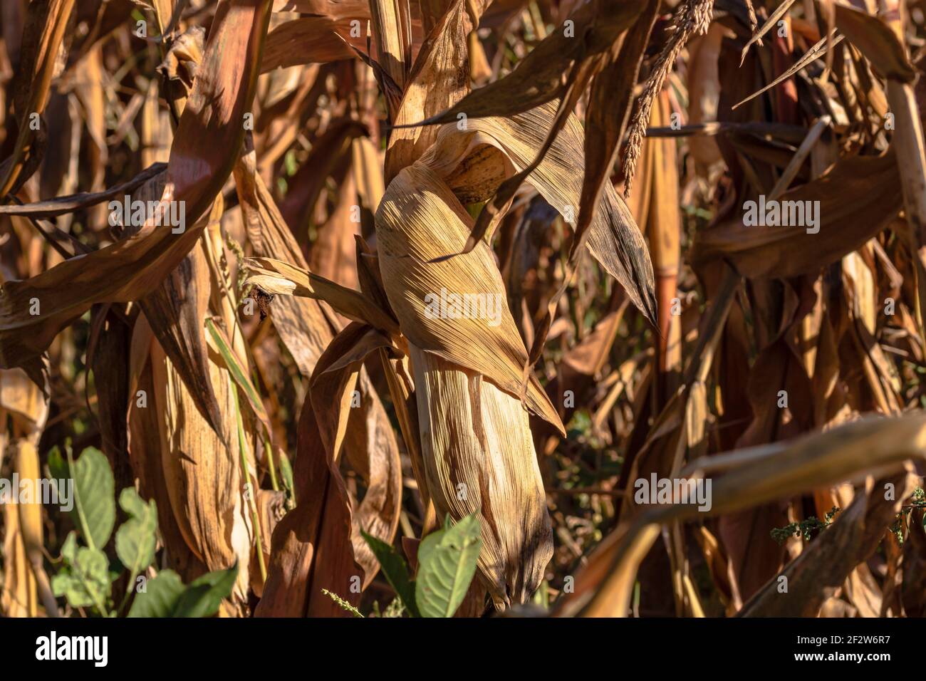 Ripe and dry corn stalks close up. End of season field with golden corn ...