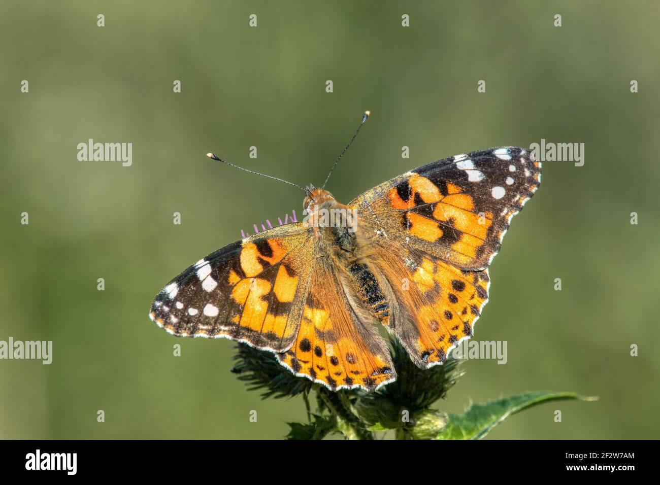 An endangered protected Scarce fritillary (Euphydryas maturna) resting ...