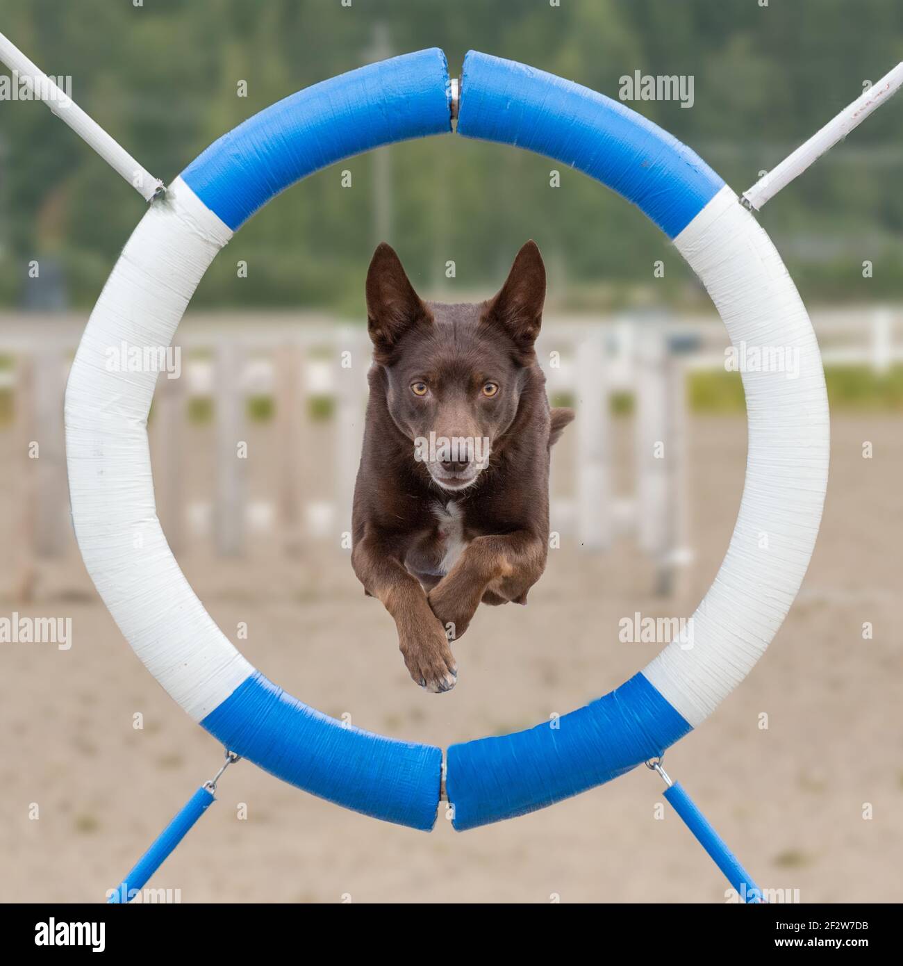 An Australian Kelpie jumping over an agility hurdle Stock Photo - Alamy