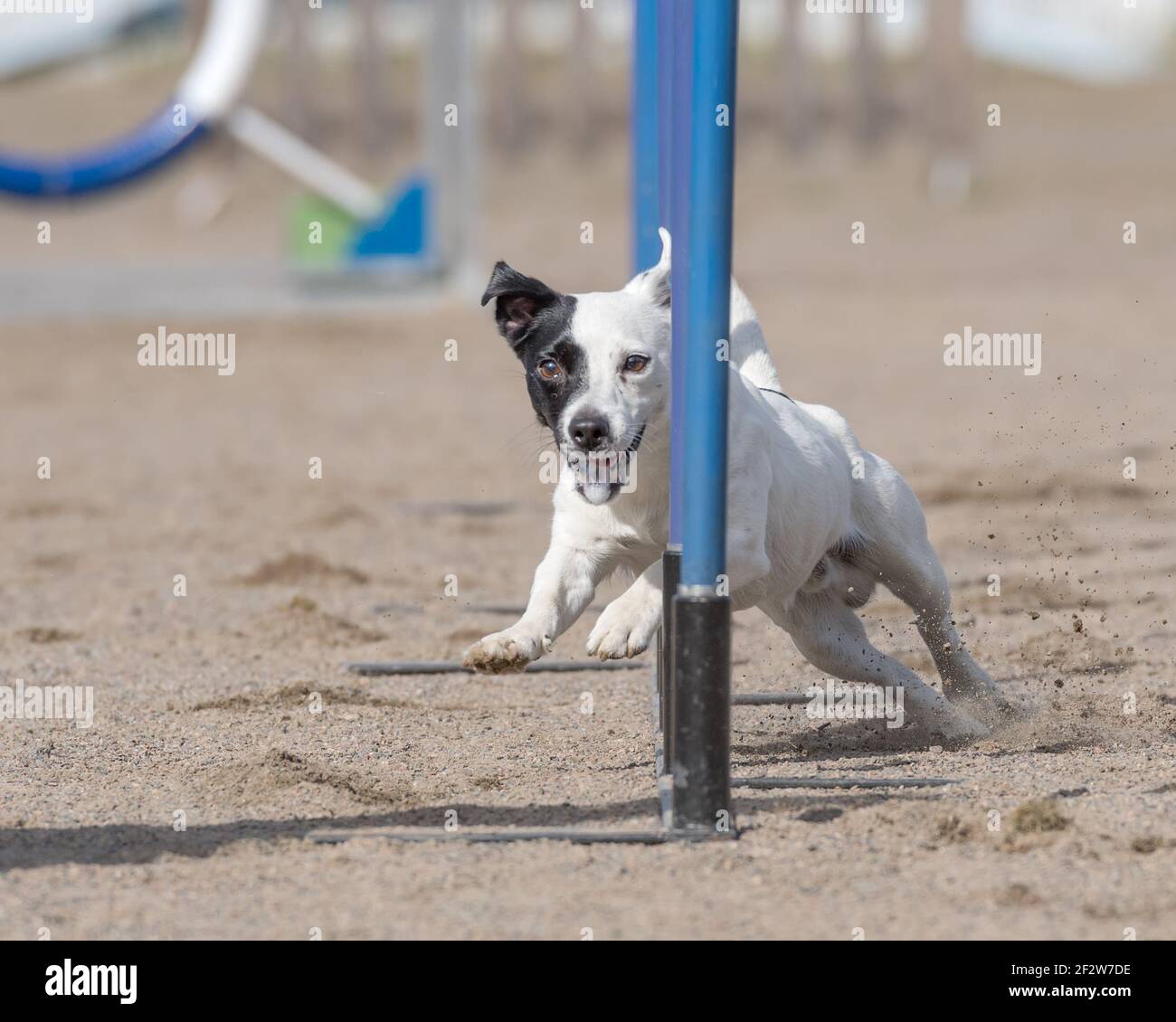 A Jack Russell Terrier doing slalom on a dog agility course Stock Photo ...