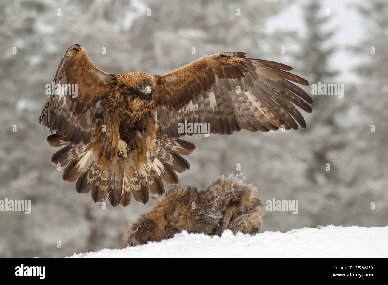 A Golden eagle landing near a frozen raccoon carcass Stock Photo - Alamy