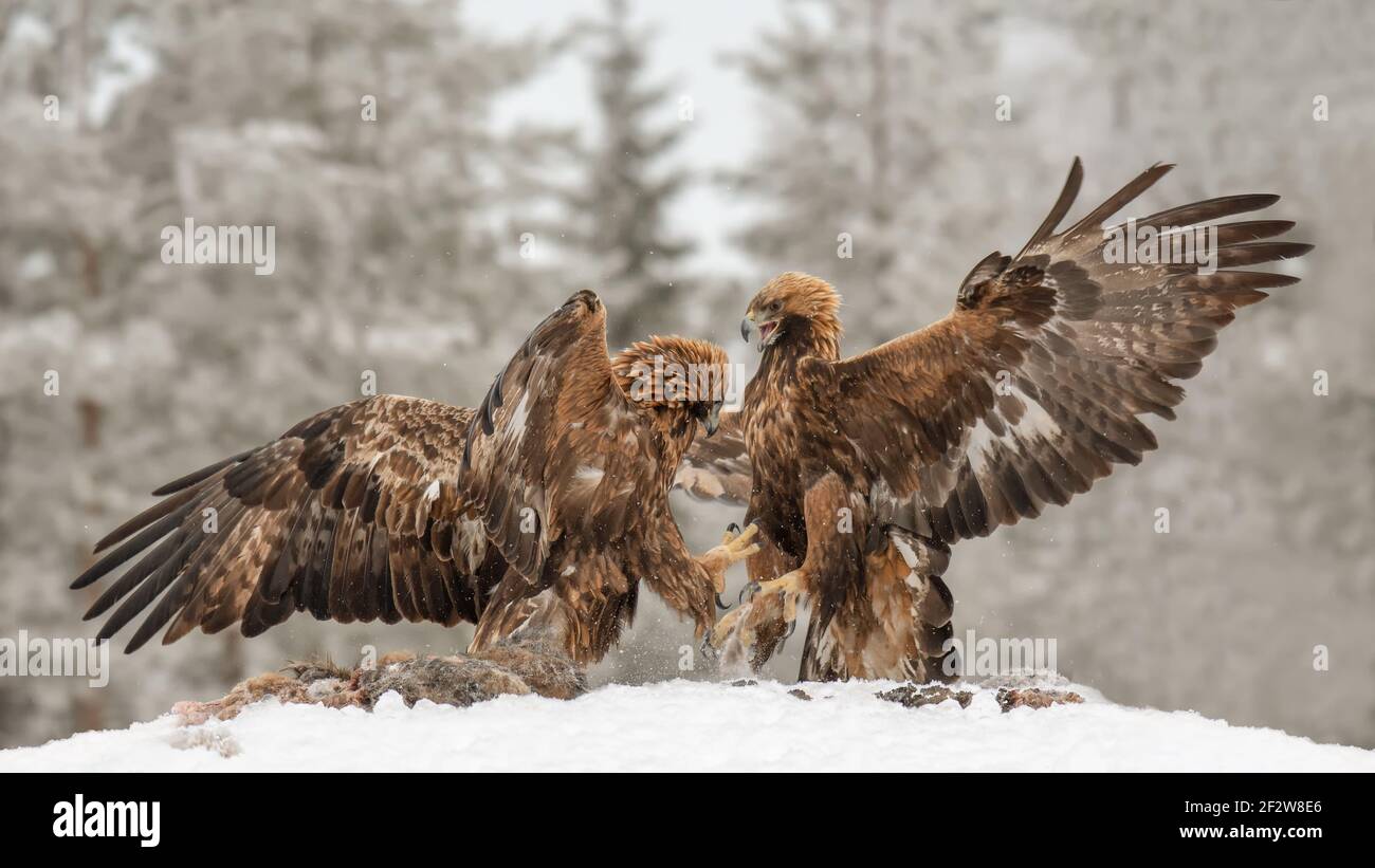 Two Golden eagles fighting over a carcass Stock Photo - Alamy