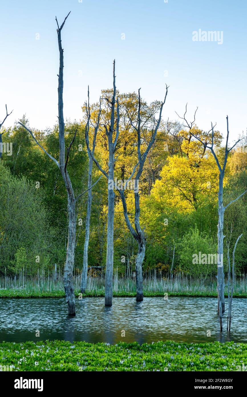 Evening sunlight on Arcot Pond, Cramlington, Northumberland, England ...