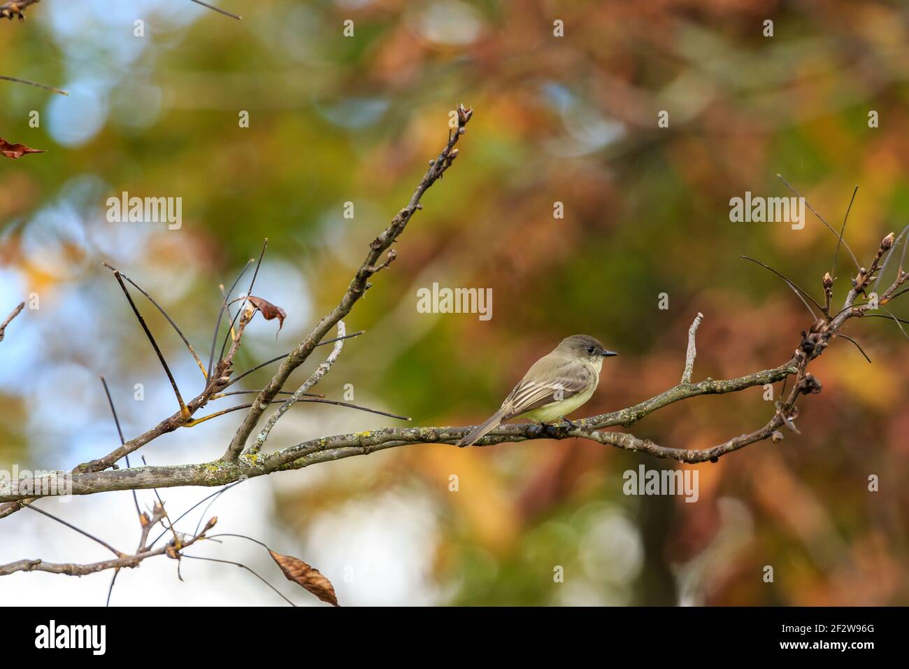 Eastern phoebe, (Sayornis phoebe Stock Photo - Alamy