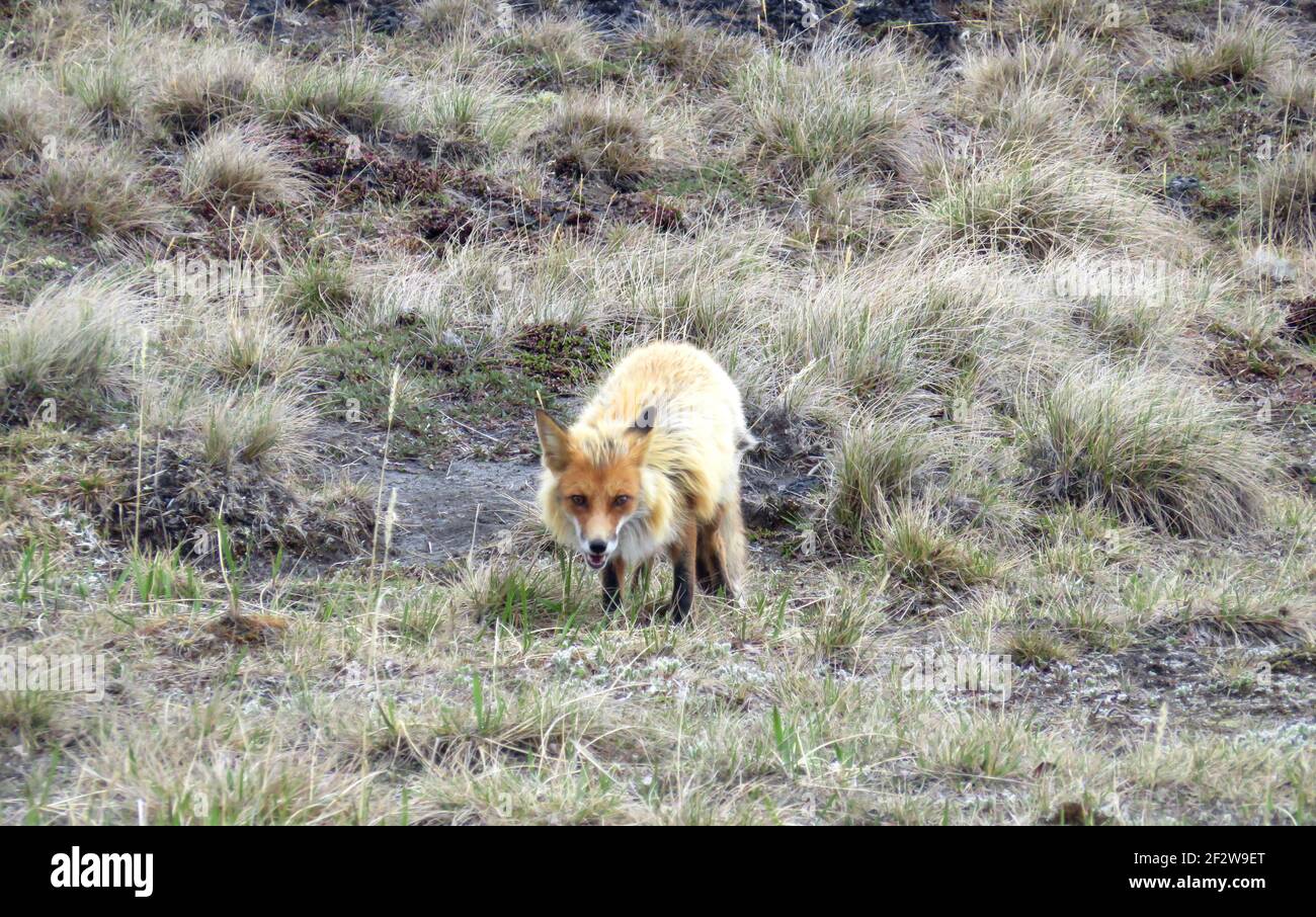A wild fox roaming around Tolbachick vulcano in Kamchatka Stock Photo ...