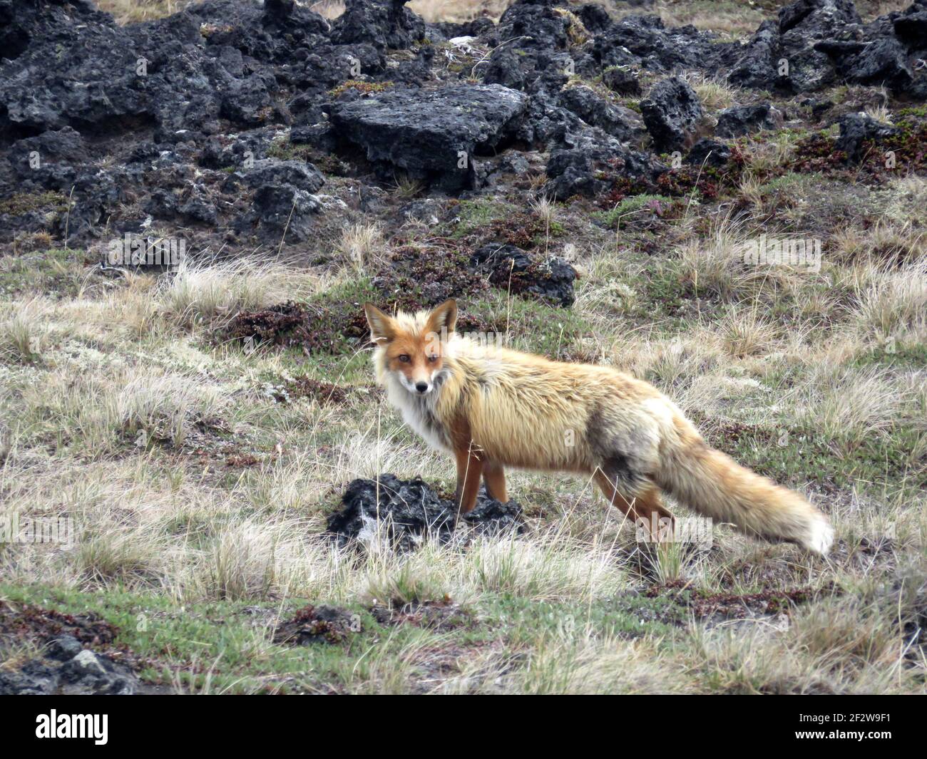 A wild fox roaming around Tolbachick Vulcano on the peninsula of ...