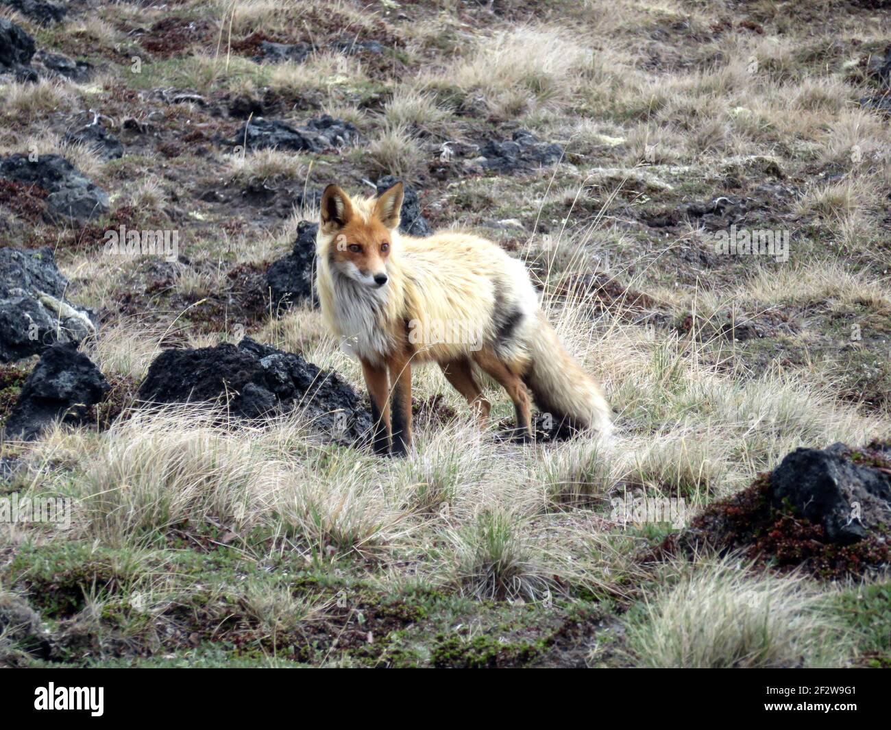 A wild fox roaming around Tolbachick volcano in Kamchatka Stock Photo ...