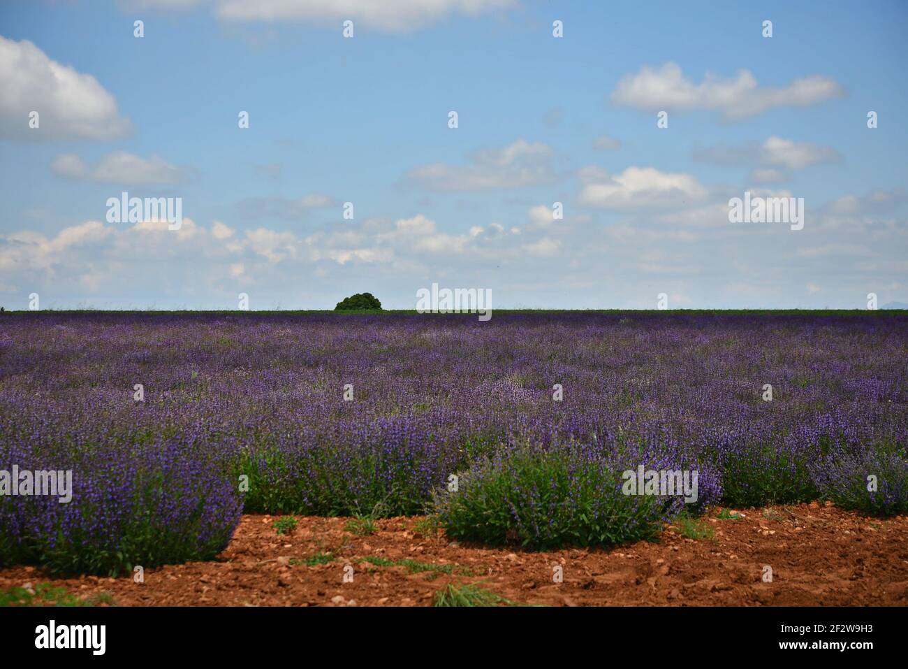 Landscape with blooming purple lavender fields in Valensole, Alpes-de-Haute-Provence, France ...