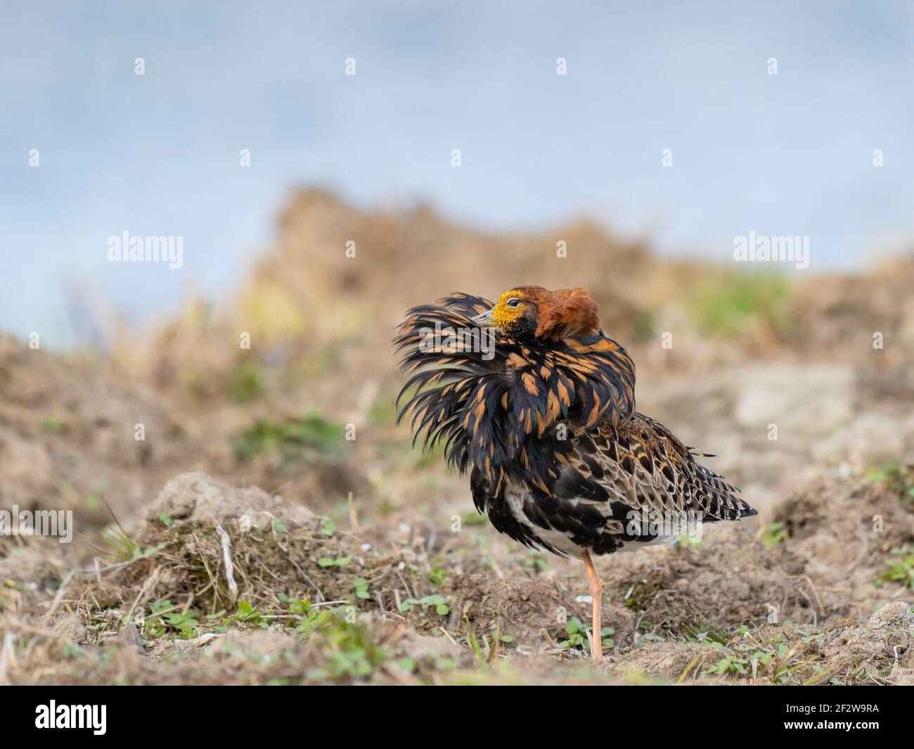 Bird weathers hi-res stock photography and images - Alamy