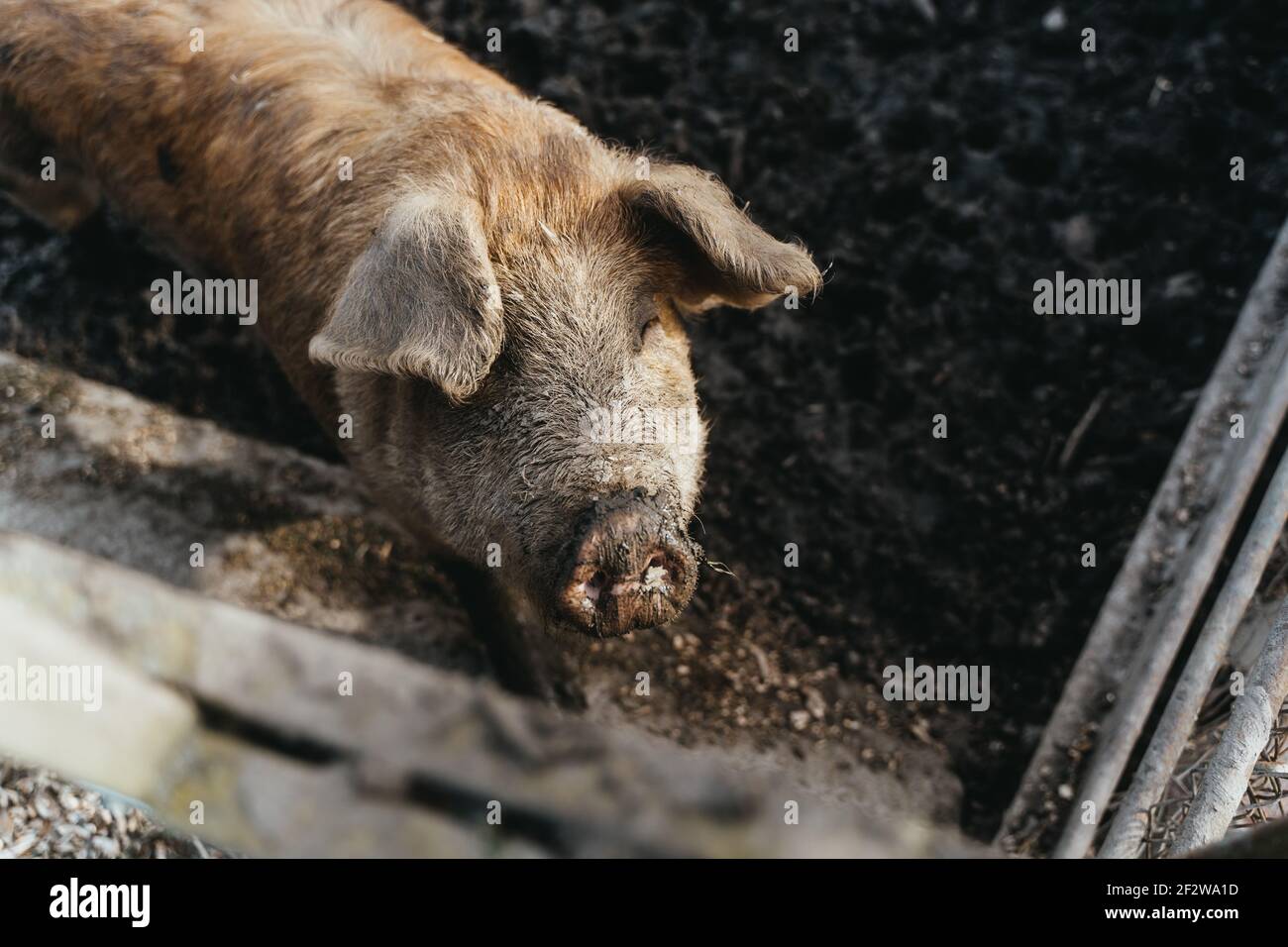 Pig looking up hi-res stock photography and images - Alamy