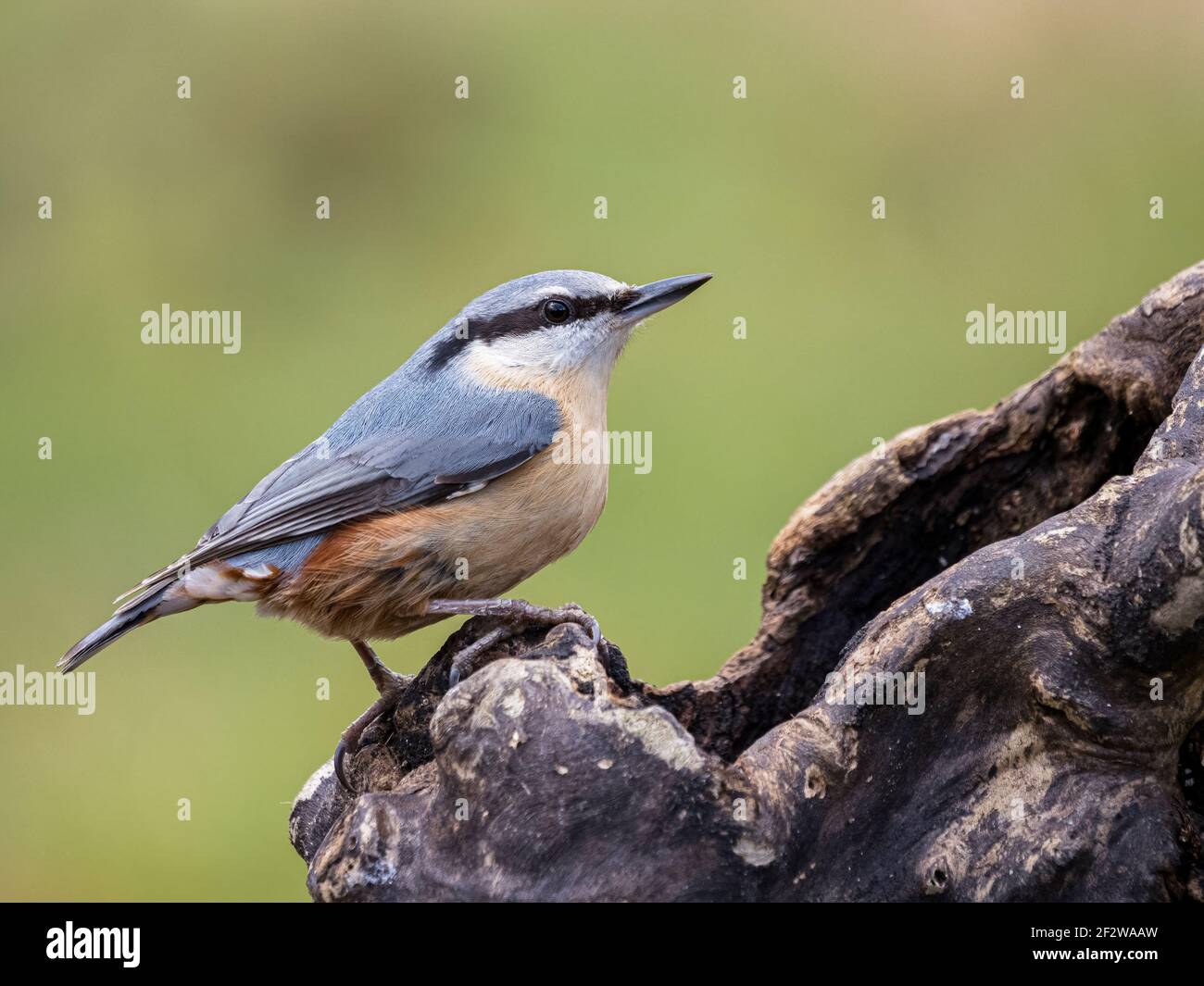 European nuthatch in early spring in mid Wales Stock Photo - Alamy