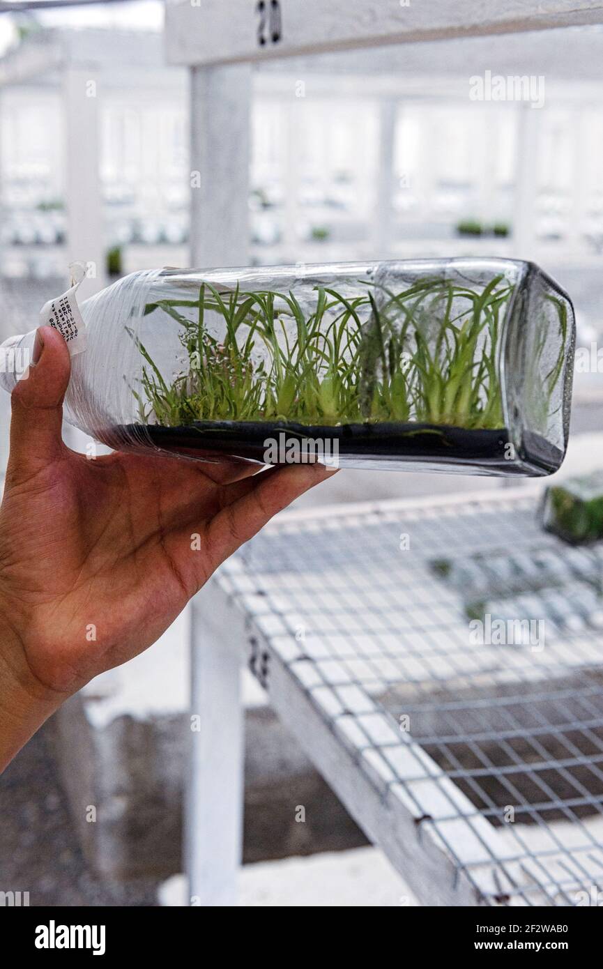 Plant Tissue Culture Orchids