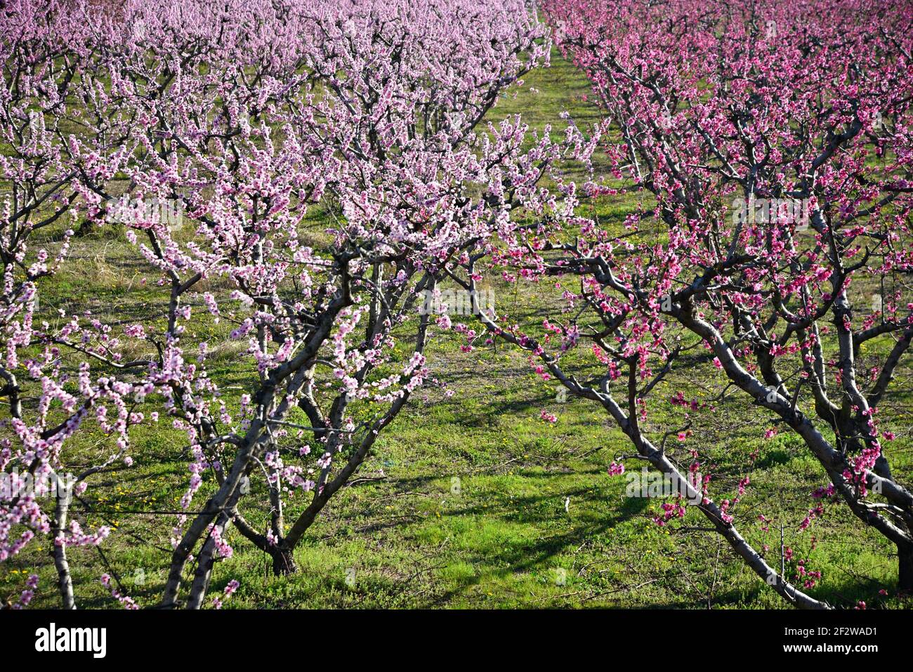 Flowering peach trees with pink blossoms in Veroia, Imathia Central ...