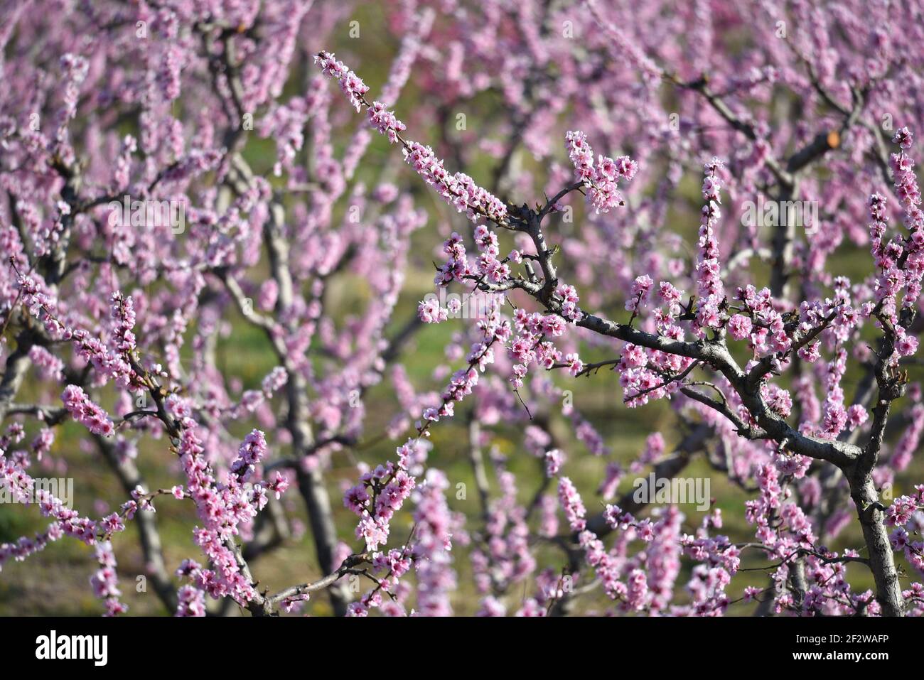 Flowering peach trees with pink blossoms in Veroia, Imathia Central ...
