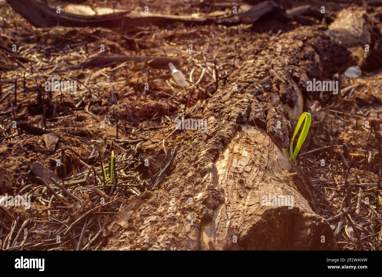 Burnt soil hi-res stock photography and images - Alamy