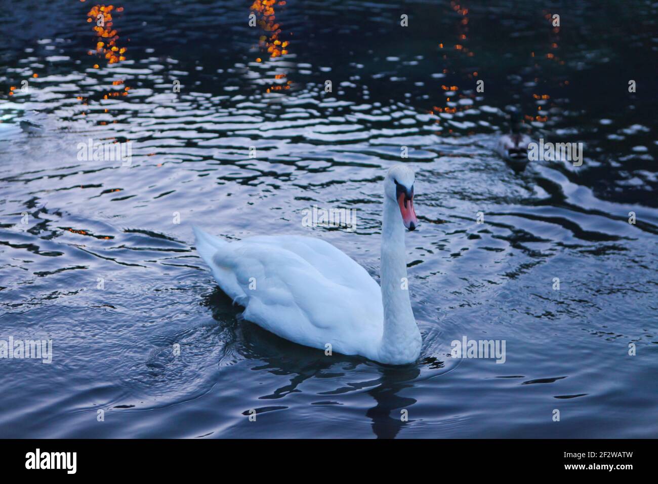 Water fowl background hi-res stock photography and images - Alamy