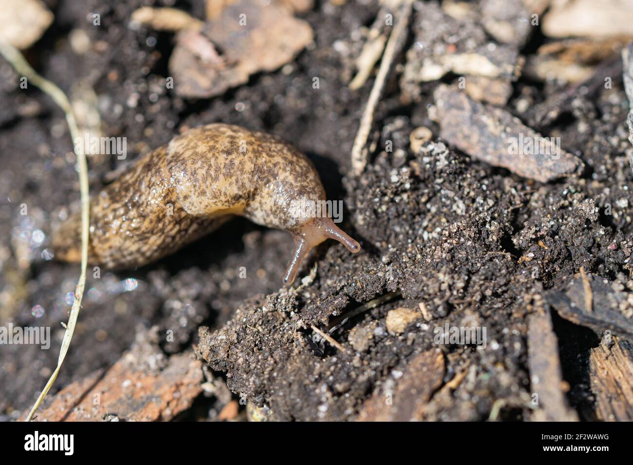 Milky Slug on Soil in Winter Stock Photo - Alamy