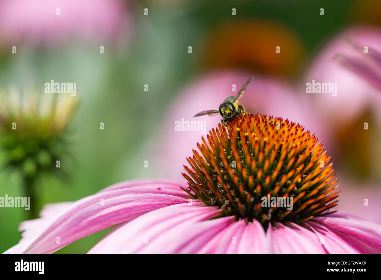 Pugnacious hi-res stock photography and images - Alamy