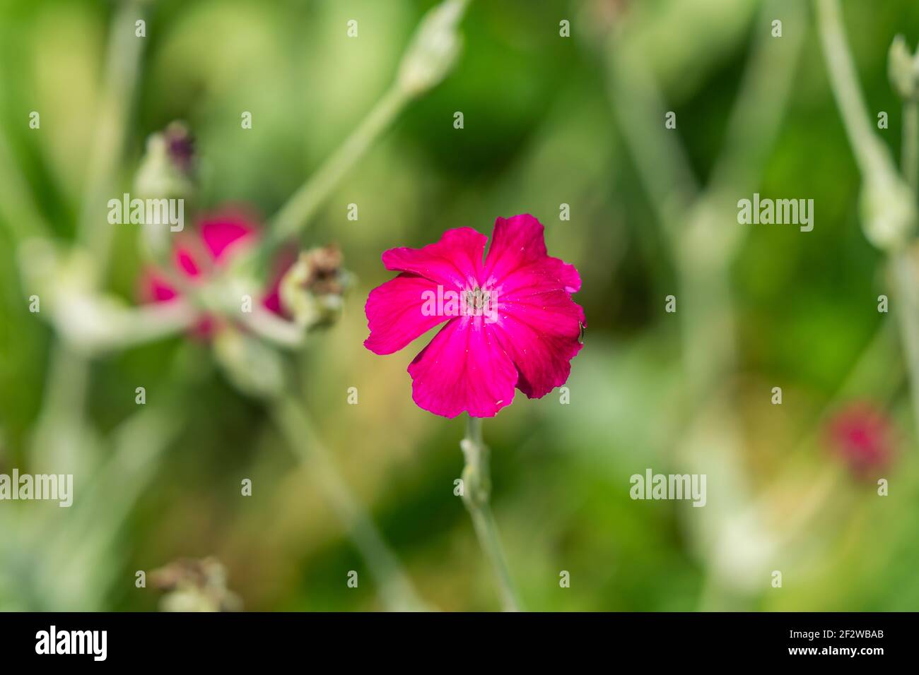 Rose campion caryophyllaceae hi-res stock photography and images - Alamy