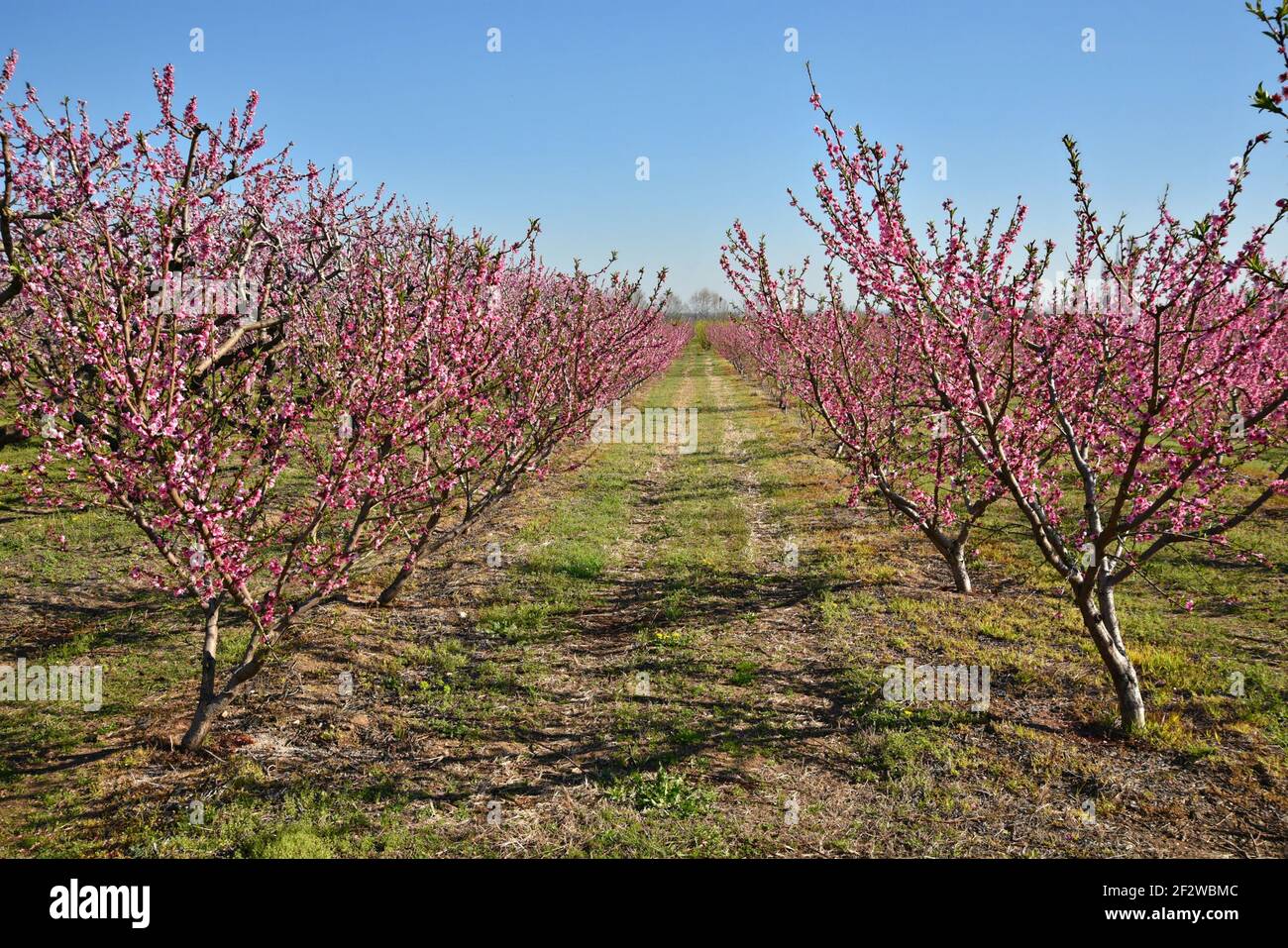 Flowering peach tree orchards in the countryside of Veroia in Imathia ...