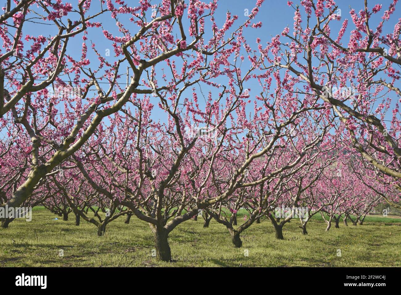 Flowering peach tree orchards in the countryside of Veroia in Imathia ...