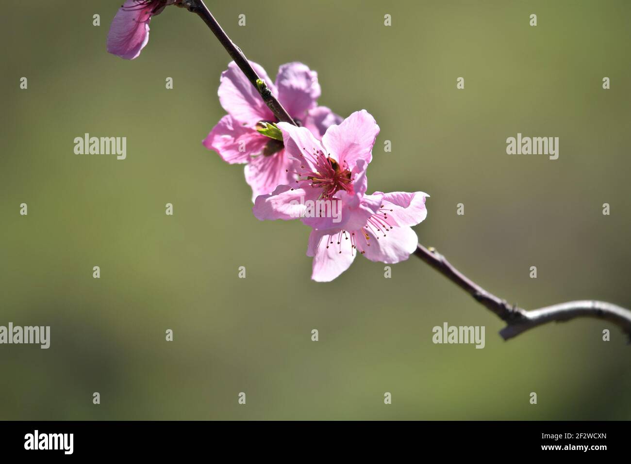 Peach tree pink blossoms in Veroia, Imathia Central Macedonia Greece ...