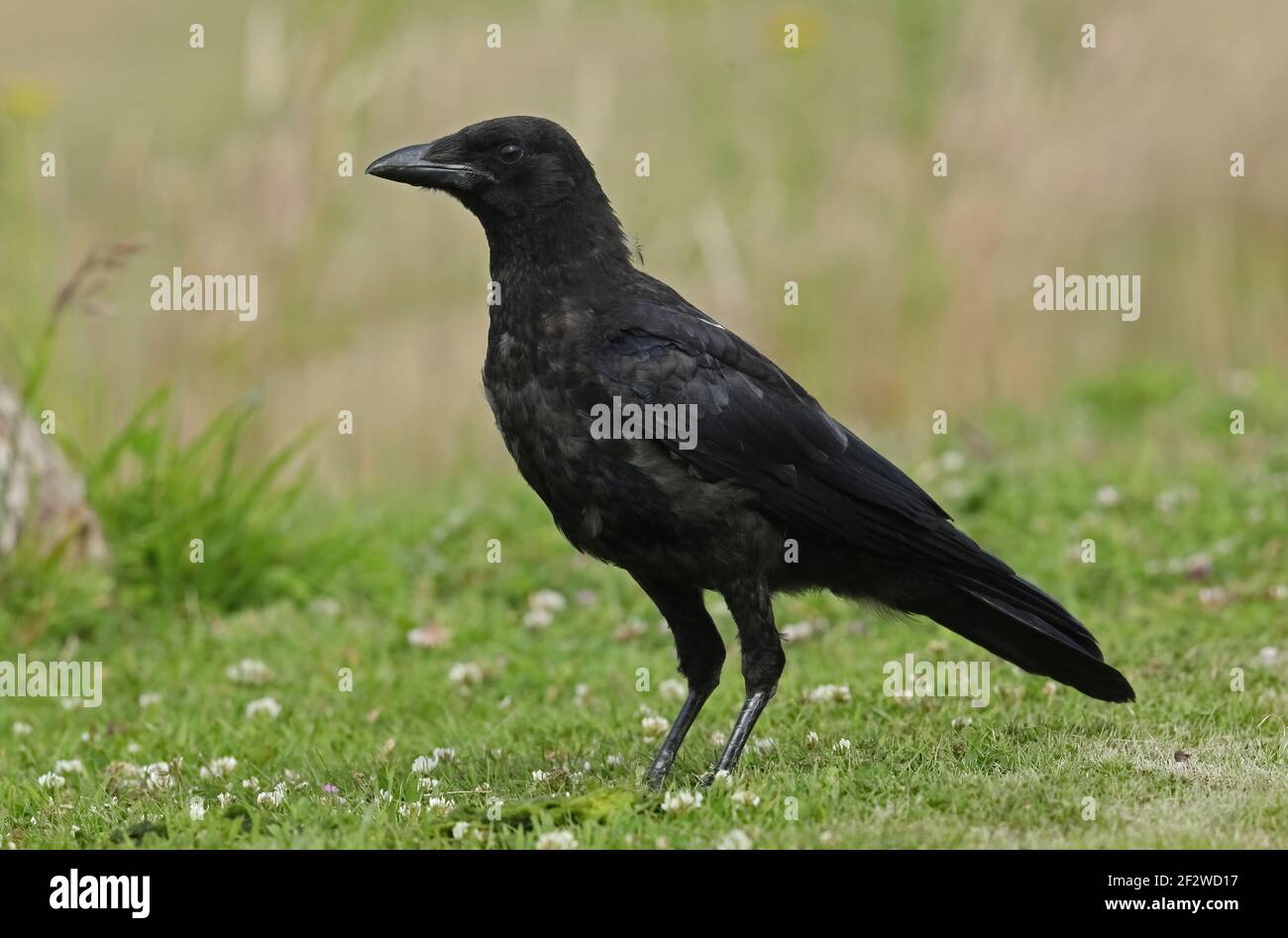 Carrion crow corvus corone juvenile hi-res stock photography and images ...