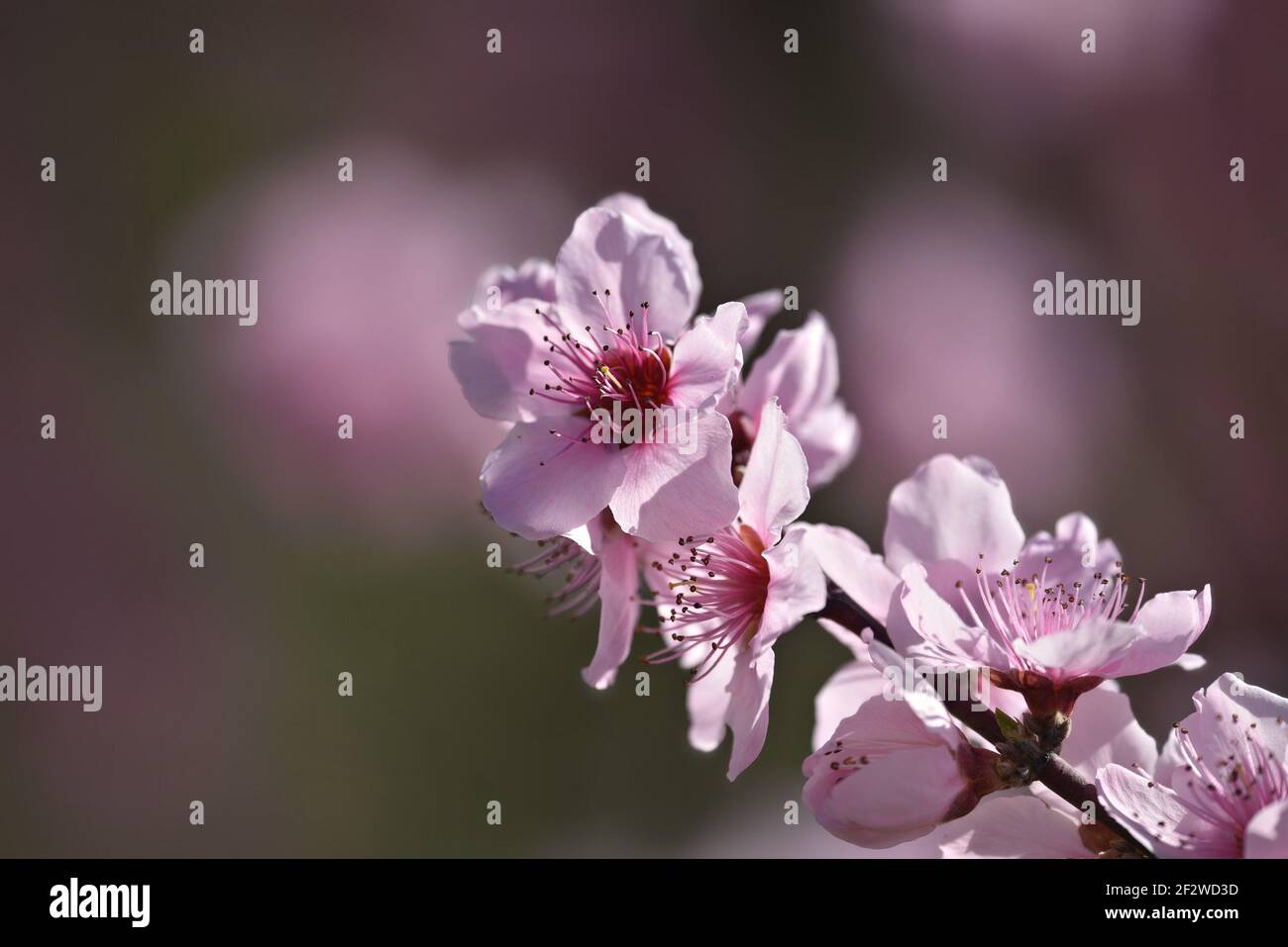 Peach tree pink blossoms in Veroia, Imathia Central Macedonia Greece ...