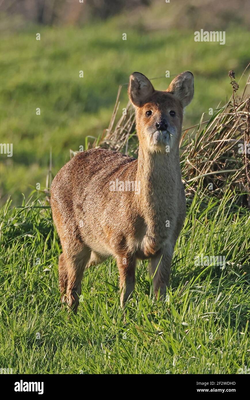 Chinese Water Deer Animal High Resolution Stock Photography and Images ...