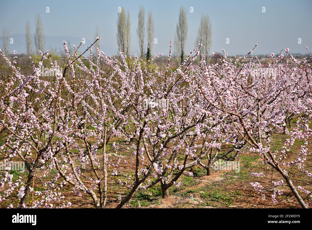 Flowering peach trees with pink petals in Veroia, Imathia Central ...