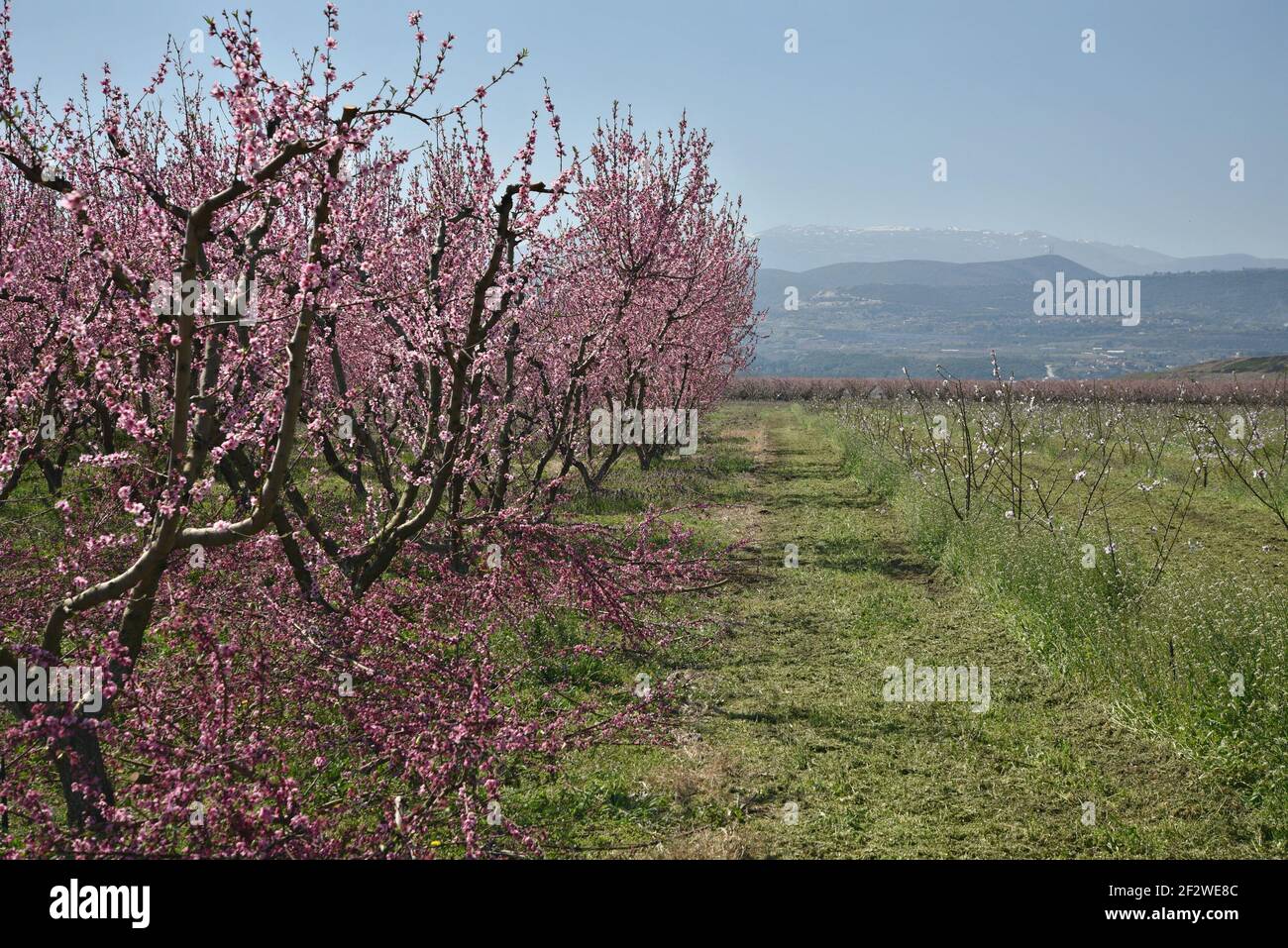 Flowering peach tree orchards in the countryside of Veroia in Imathia ...