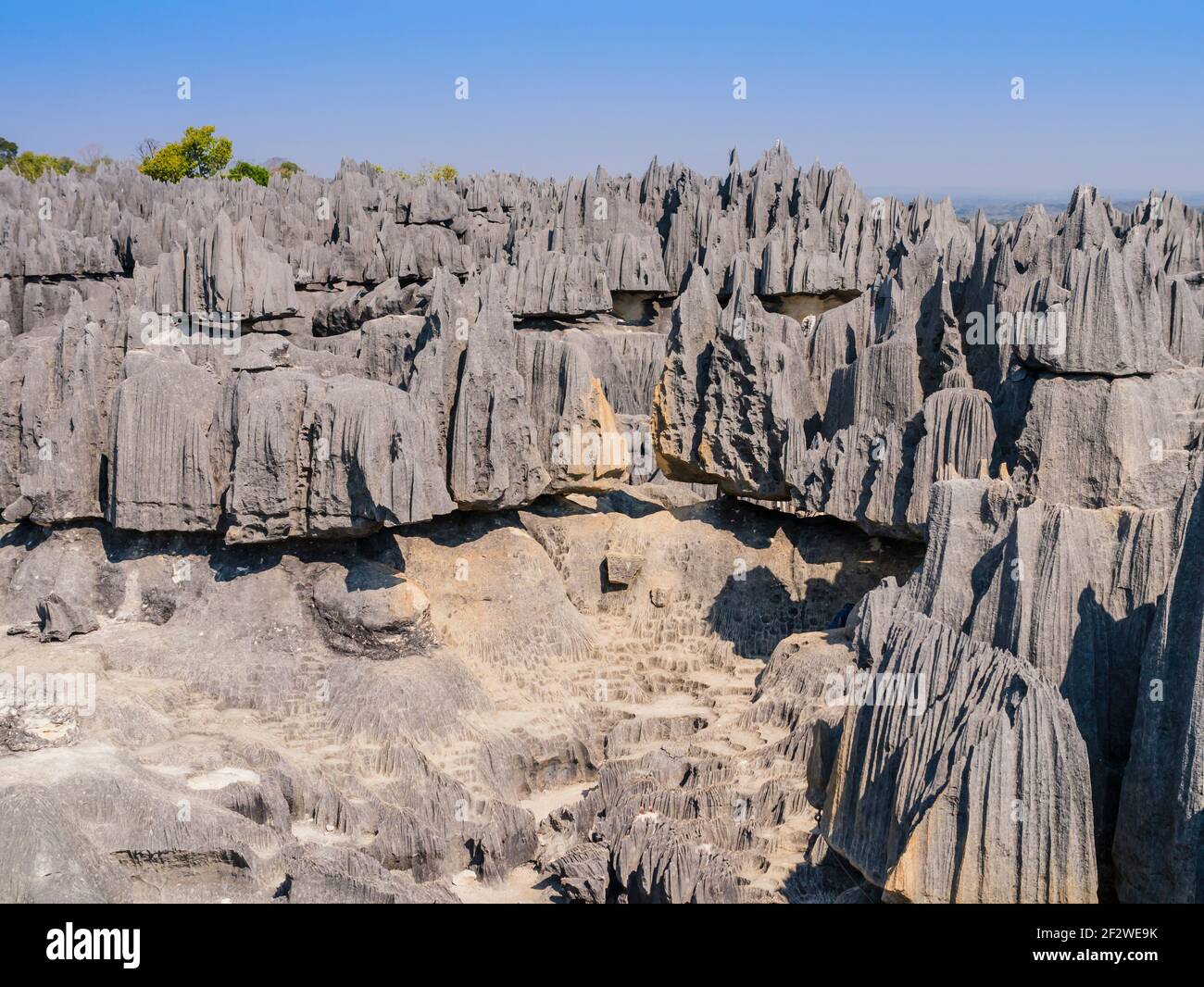 Tsingy De Bemaraha National Park New Species