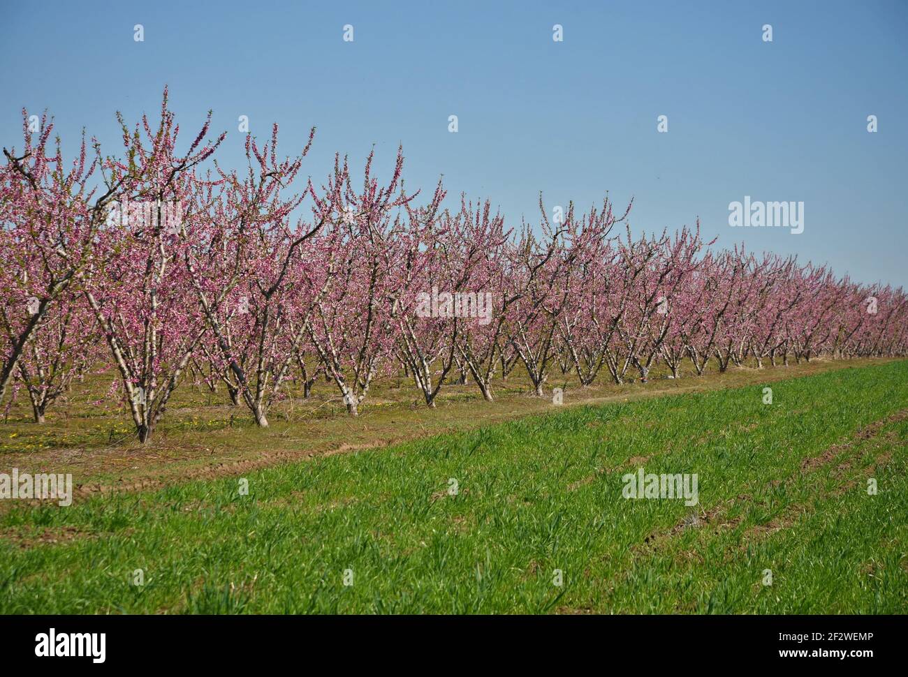 Flowering peach tree orchards in the countryside of Veroia in Imathia ...