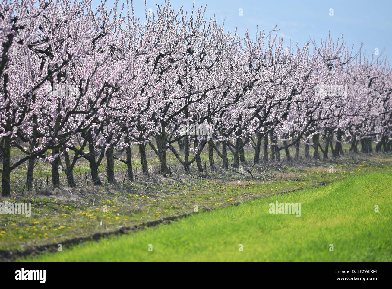 Flowering peach tree orchards in the countryside of Veroia in Imathia ...