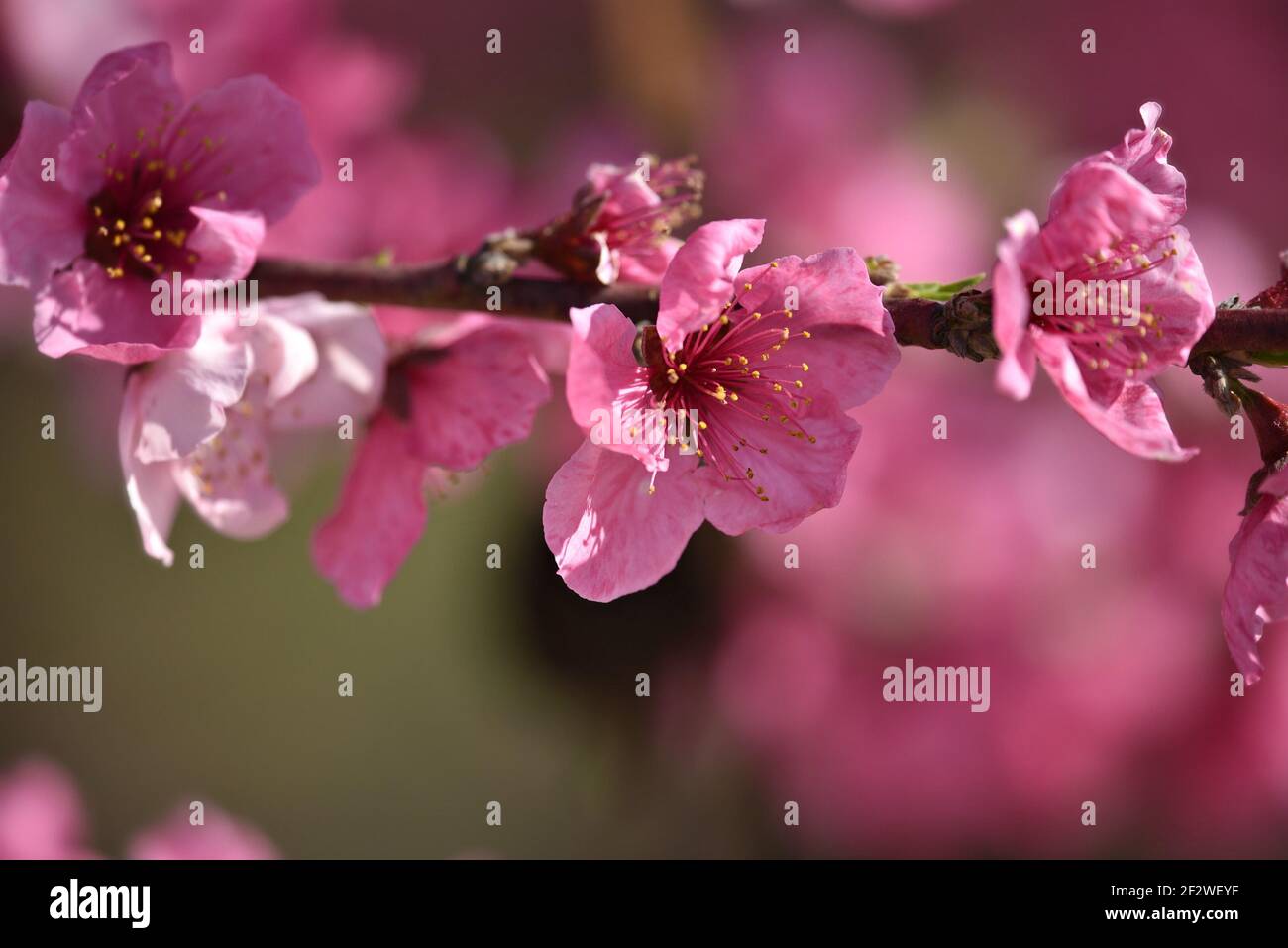 Peach tree pink blossoms in Veroia, Imathia Central Macedonia Greece ...