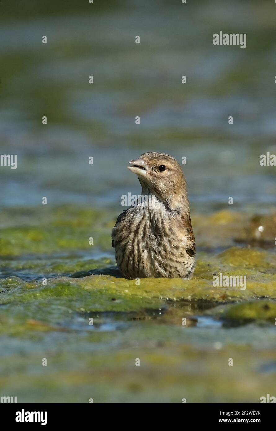 Common Linnet (Linaria cannabina cannabina) juvenile sitting on algae ...