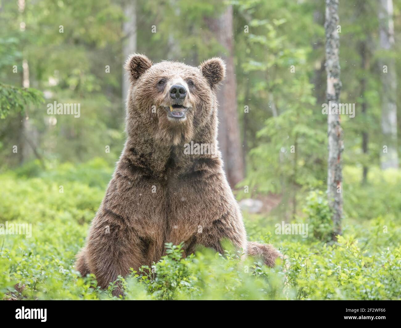 An old male brown bear sitting on his rear end in a boreal forest ...