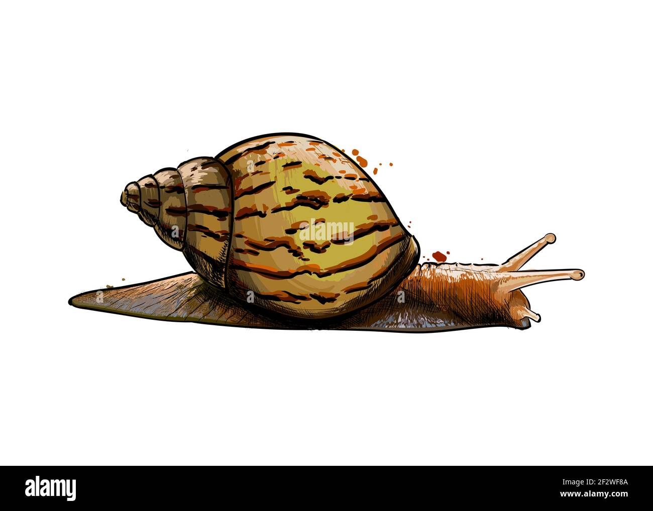 Garden snail from a splash of watercolor, colored drawing, realistic ...