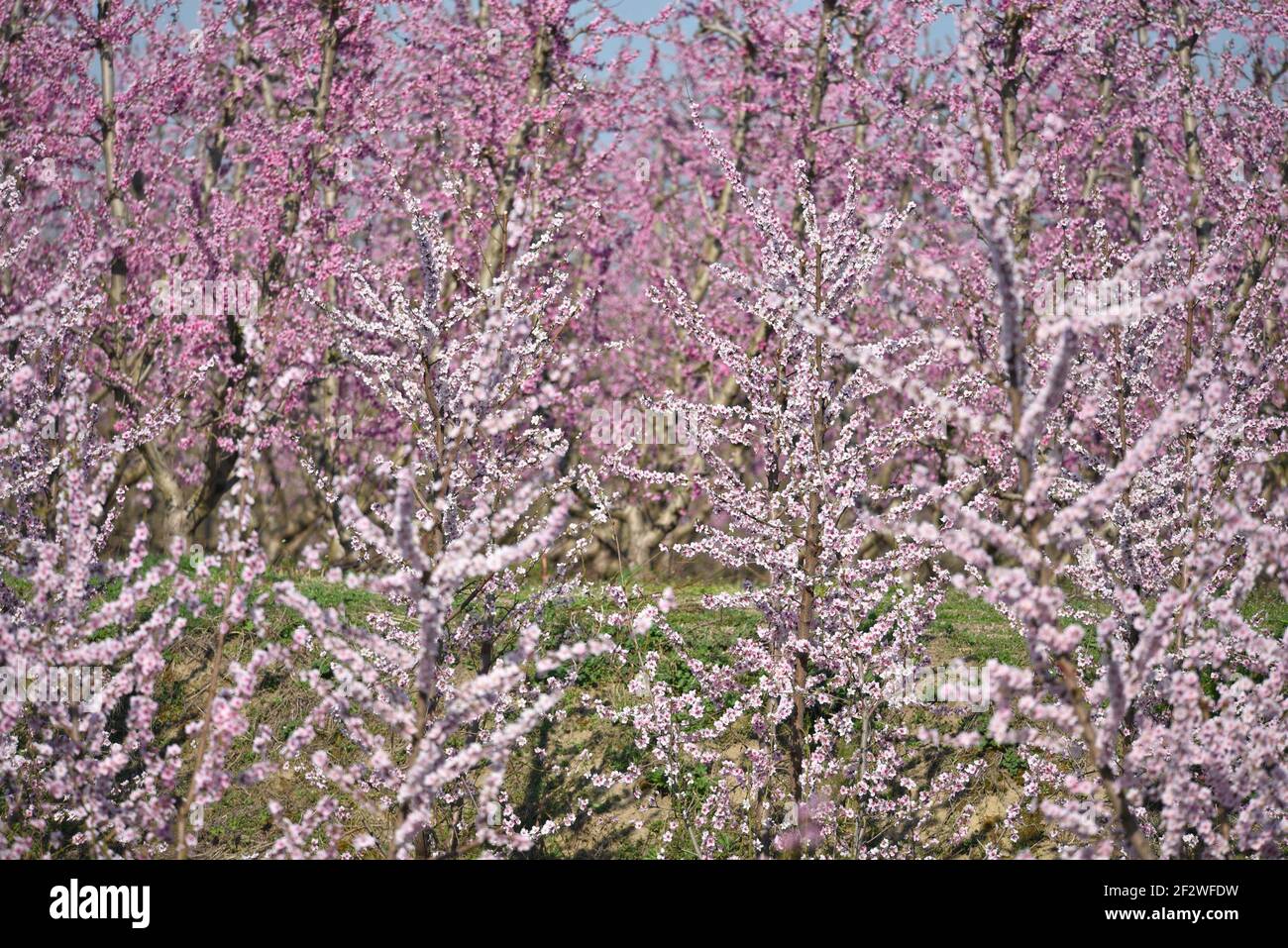 Flowering peach trees with pink blossoms in Veroia, Imathia Central ...