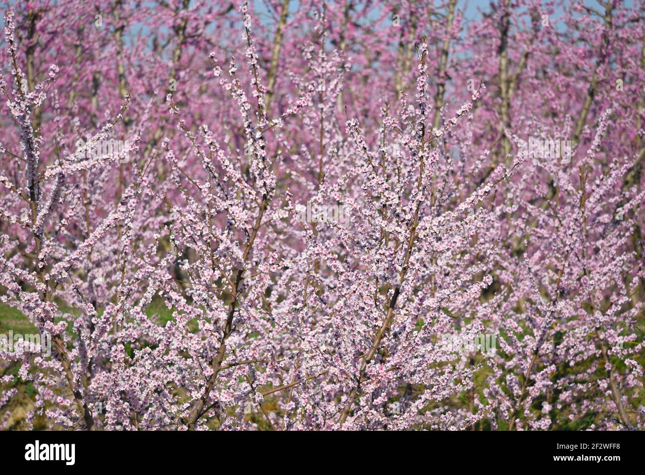 Flowering peach trees with pink blossoms in Veroia, Imathia Central ...