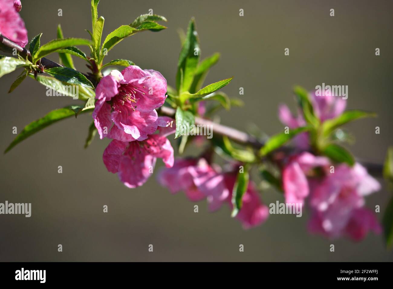 Peach tree pink blossoms in Veroia, Imathia Central Macedonia Greece ...
