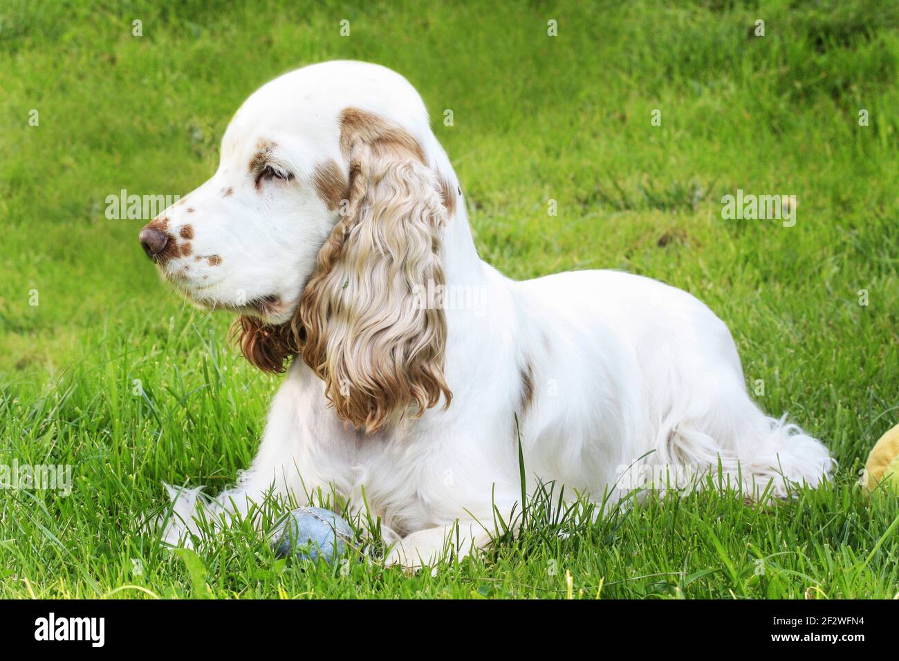 Portrait of a cocker spaniel sitting in the garden, summer scenery ...