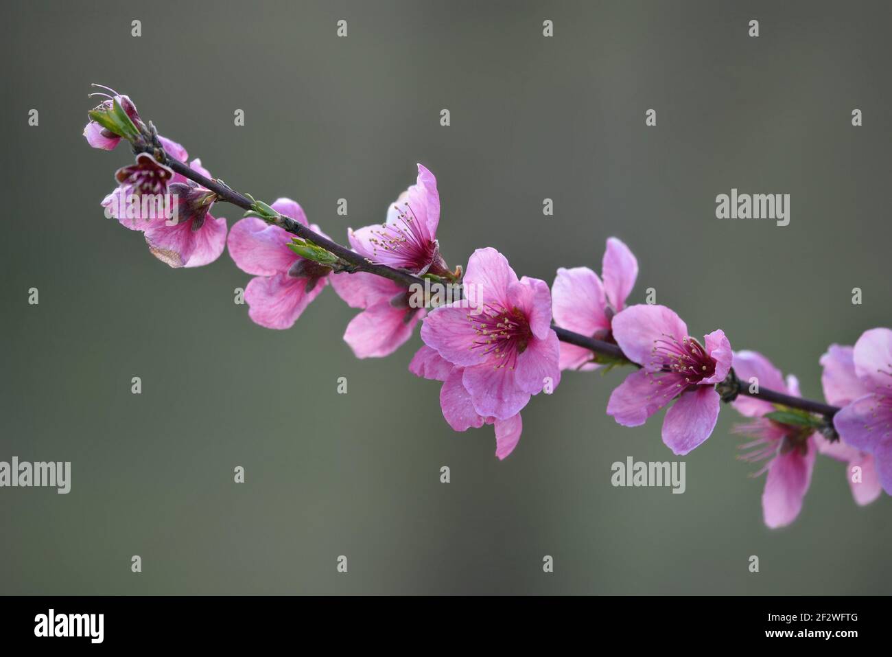 Peach tree pink blossoms in Veroia, Imathia Central Macedonia Greece ...