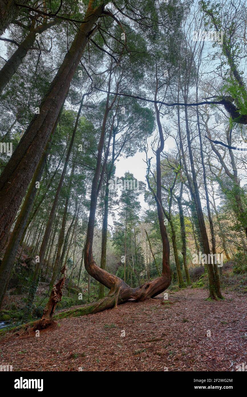 A spectacular centennial tree on the trail of the Rio de la Fraga in ...